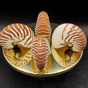 Natural Nautilus Seashell Nautilus Pompilius 1 Shell Approx. 4 Inches ...