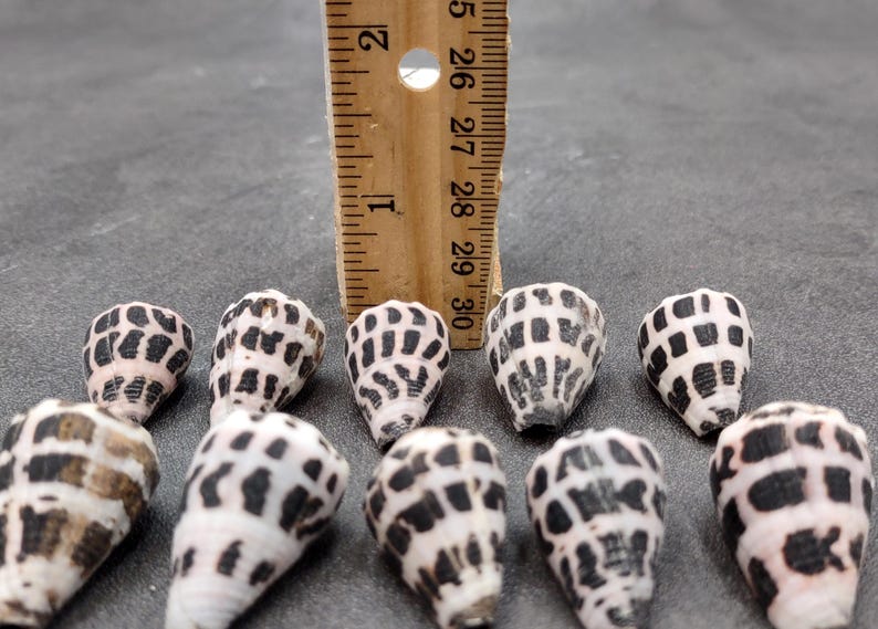 Medium Hebrew Cone Seashells Conus Ebraeus (5 Shells Approx. 1+ Inches ...
