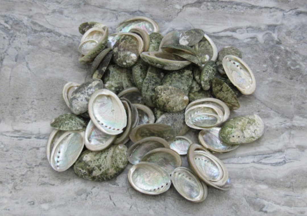 Mini Baby Abalone Green and Silver Seashells approx. Half Pound 85 ...