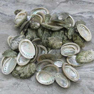 Mini Baby Abalone Green and Silver Seashells approx. Half Pound 85 ...