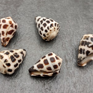 Small Hebrew Cone Seashells Conus Ebraeus 5 Shells Approx. 0.75 Inches ...