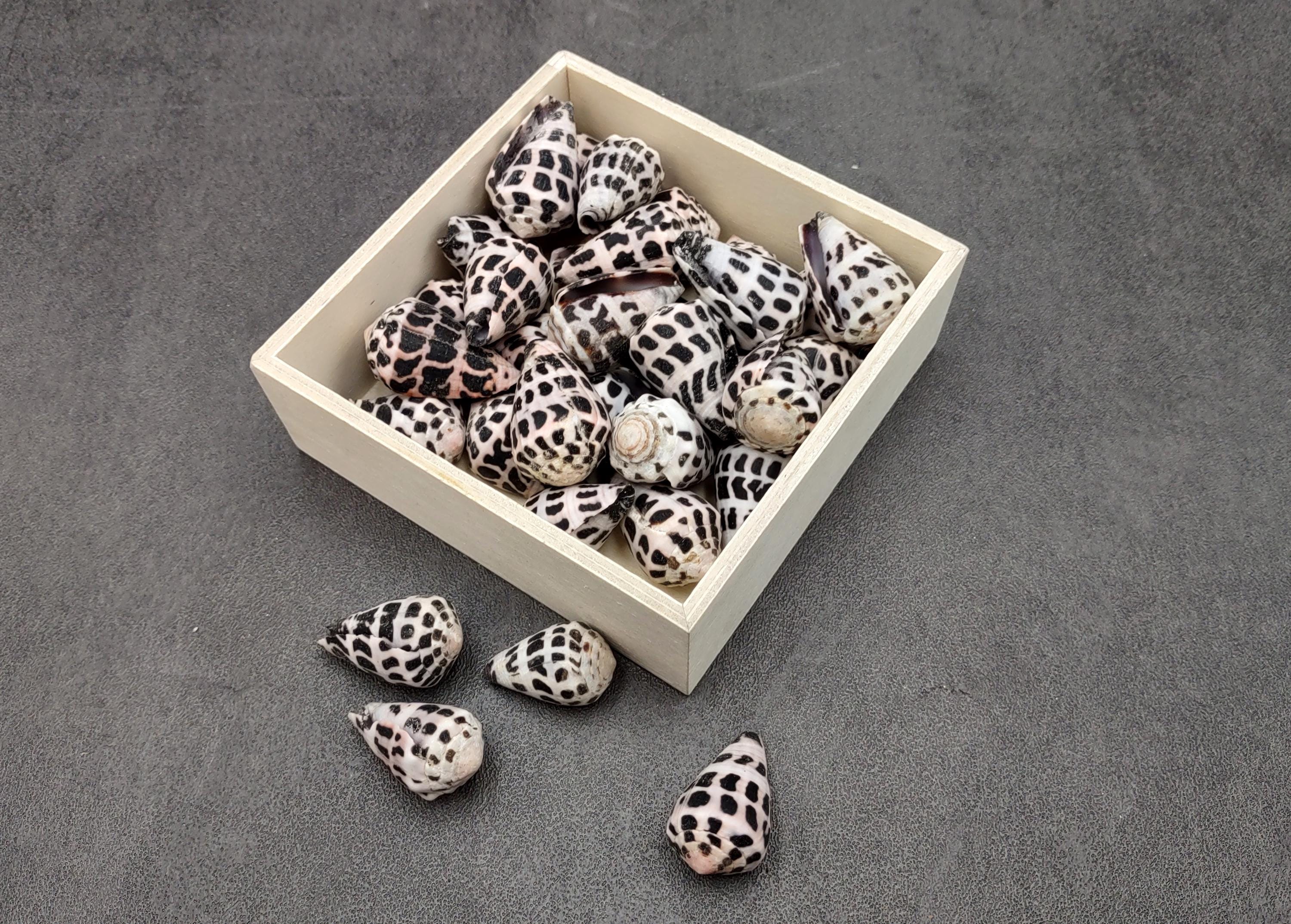 Large Hebrew Cone Seashells Conus Ebraeus White Black Spots (5 Shells ...