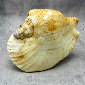 Strombus Pacific Conch Seashell Strombus Latissmus 1 Shell Approx. 5 ...