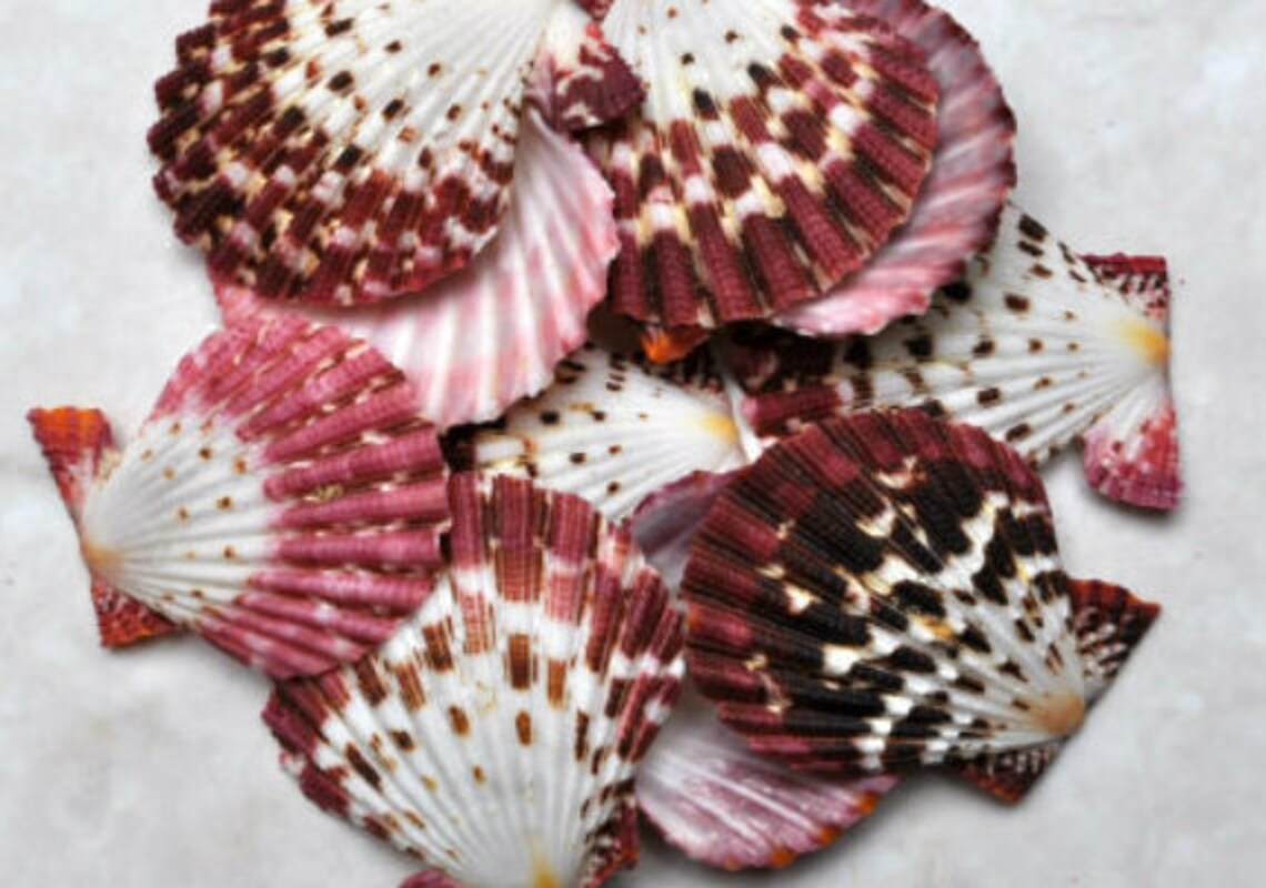 Royal Cloak Scallop Seashells Pecten Pallium 10 Shells - Etsy