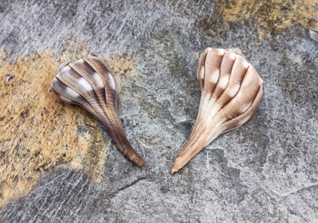 Left Handed Lightning Whelk Seashells Busycon Contrarium 2 Shells ...
