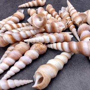 Purple Turitella Seashells Turitella Terebra (12 Shells Approx. 2 ...