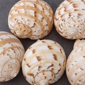 China Tun Seashell Tonna Chinensis 1 Shell Approx. 2-3 Inches - Etsy