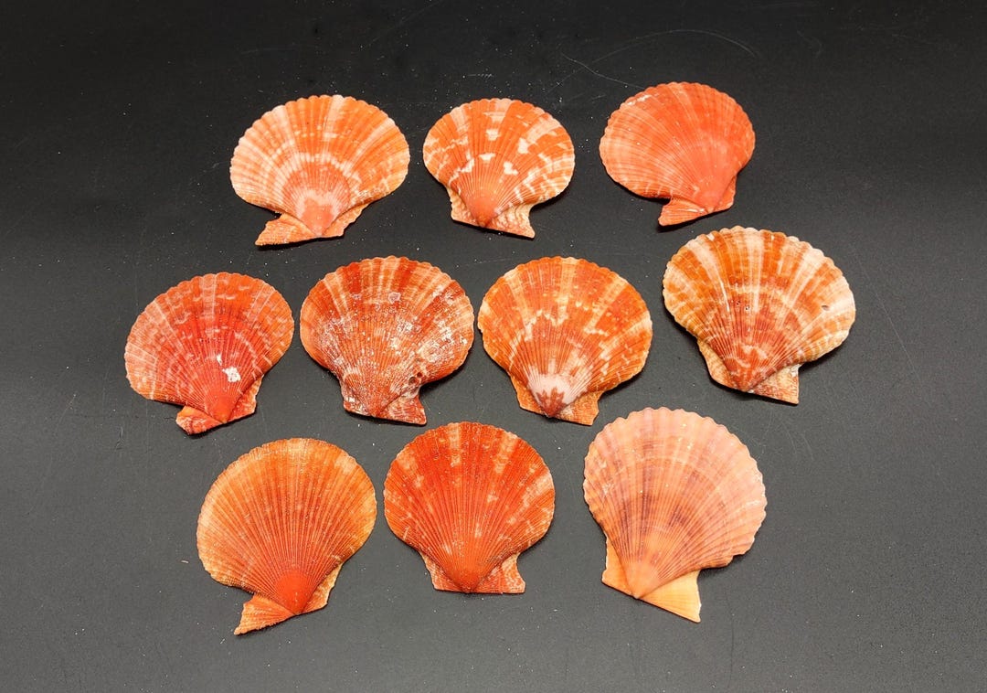 Amber Orange Scallop Seashell Halves Noble Pecten Nobolis (approx ...