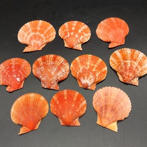Amber Orange Scallop Seashell Halves Noble Pecten Nobolis (approx ...