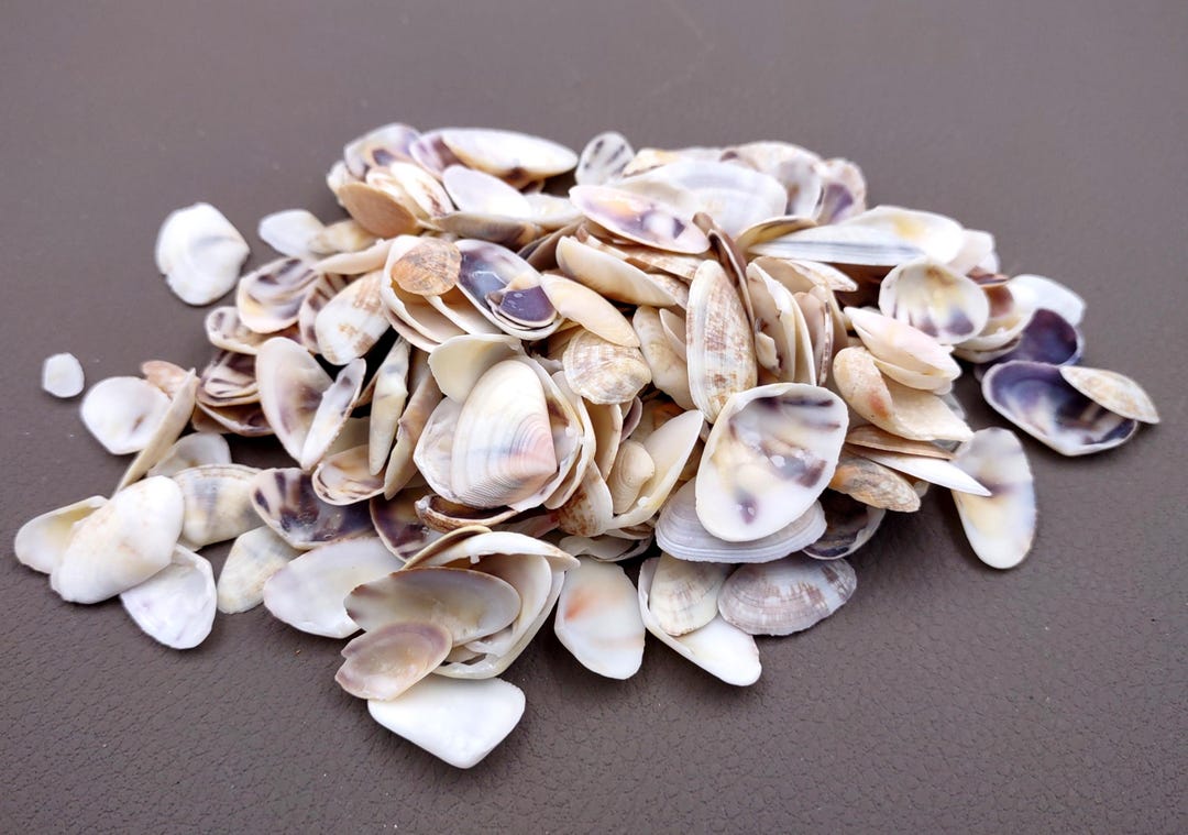 Blue Violet White Coquina Clam Shells Donax Variabilis (approx. Half ...
