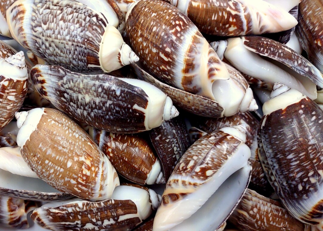 Dark Olive Seashell Assortment (approx. 1 Kilogram 65+ Shells 2+ Inches ...