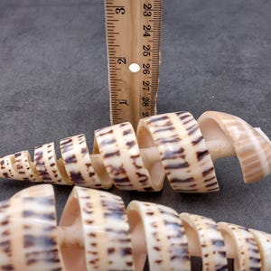 Spiral Cut Marlinspike Auger Seashell Terebra Maculata (1 Shell Approx ...