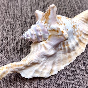 Rooster Conch Seashell Strombus Gallus (1 Shell Approx. 4+ Inches ...