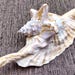 Rooster Conch Seashell Strombus Gallus (1 Shell Approx. 4+ Inches ...
