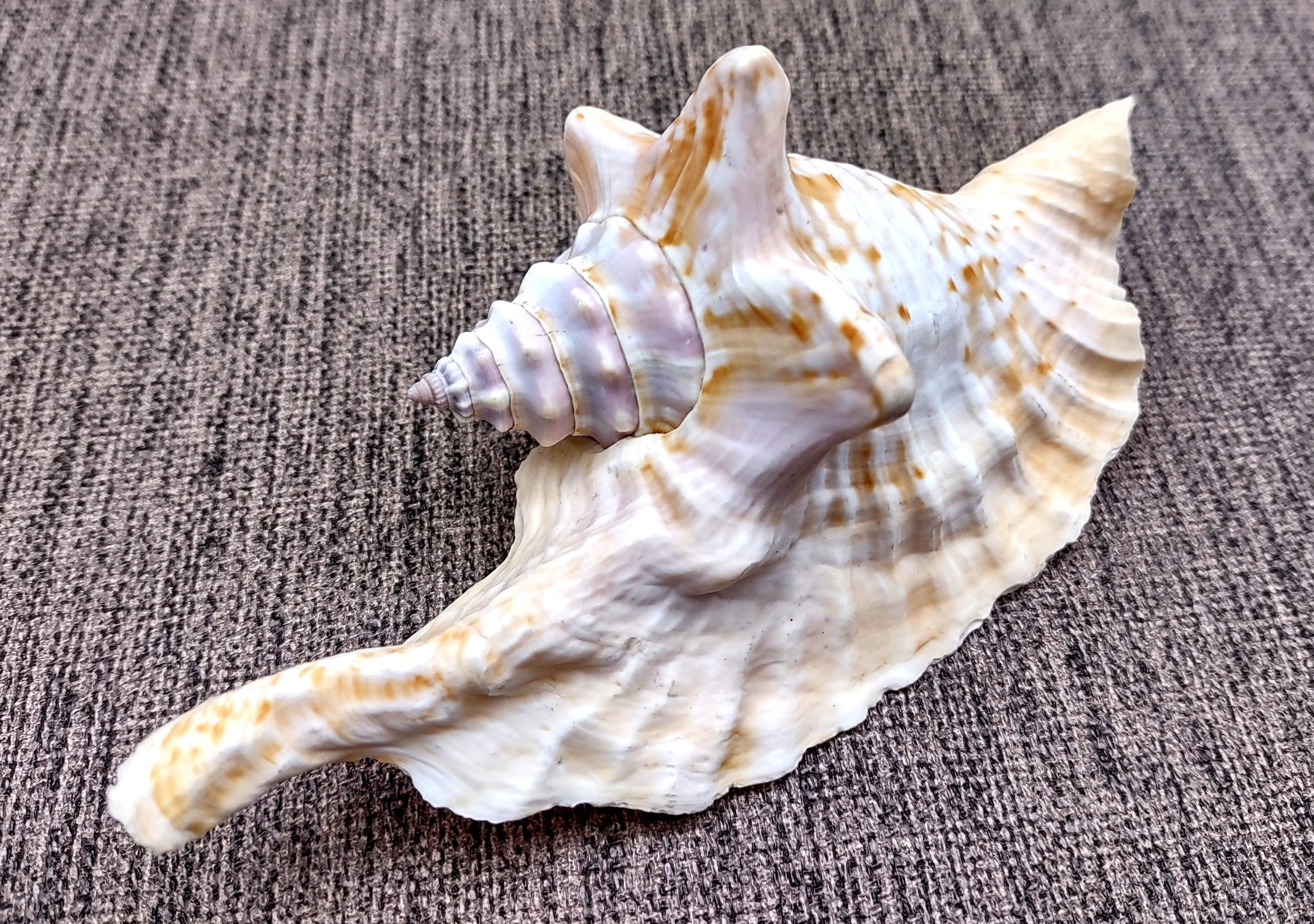 Rooster Conch Seashell Strombus Gallus (1 Shell Approx. 4+ Inches ...