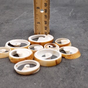 Ring Cut Tibia Conch Seashells White Brown Sliced Tibia Curta (10 ...