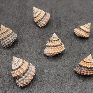 Coronate Prickly Winkle Seashells Tectarius Coronatus (6 Shells Approx ...
