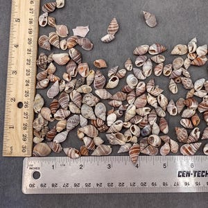 Common Nutmeg Seashells (approx. Half Cup 150+ Shells 0.25 Inches ...