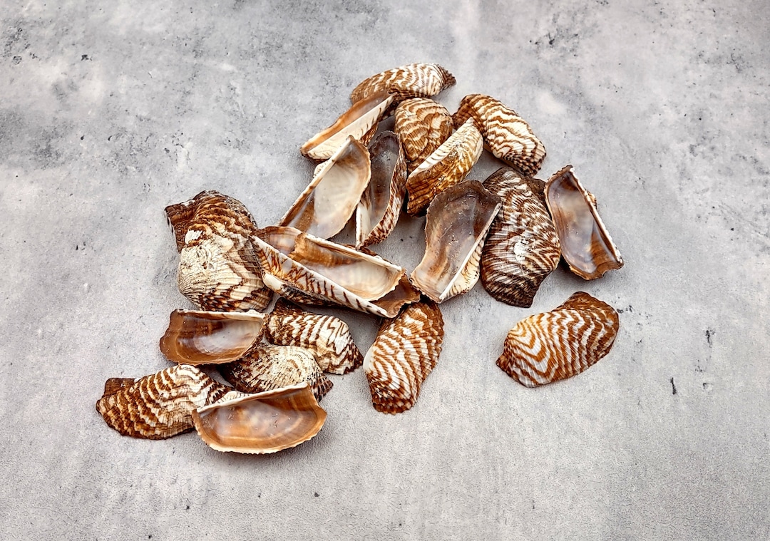 Turkey Wing Ark Clam Seashells Arca Zebra 20 Shells 1.5 Inches Shells ...