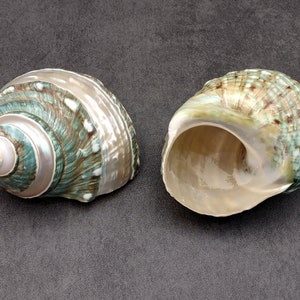 Polished Jade Green Turbo Seashell With Pearlized Stripe Turbo Burgessi ...