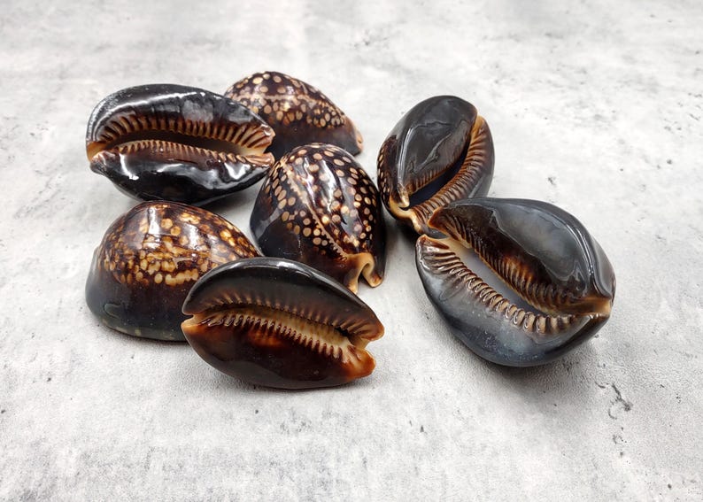 Humpback Cowrie Seashell Dark Brown Cypraea Mauritiana (1 Shell Approx ...