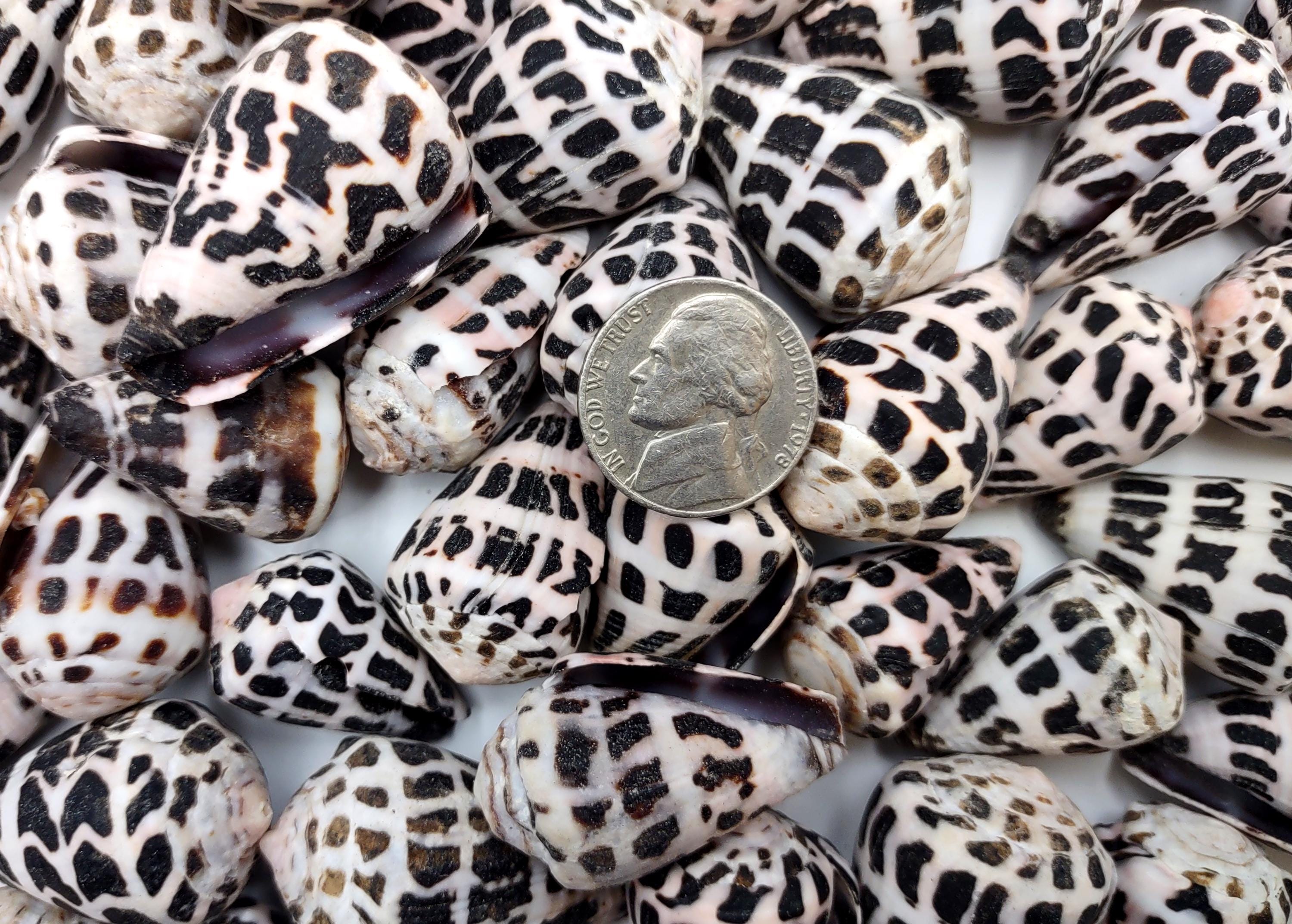 Medium Hebrew Cone Seashells Conus Ebraeus (5 Shells Approx. 1+ Inches ...