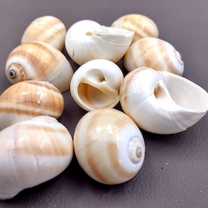 Shark Eye Moon Seashells Polinices Duplicatus 10 Shells Approx. 1 ...