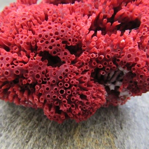 Red Pipe Organ Coral Tubipora Musica 1 Coral Approx. 3 Inches Perfect ...