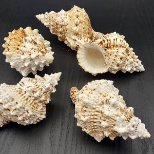 Giant Frog Seashell Bursa Bubo (1 Shell 4+ Inches) Lovely Shells for ...