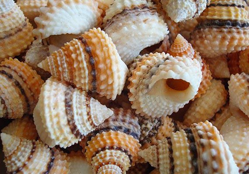 Coronate Prickly Winkle Seashells Tectarius Coronatus (6 Shells Approx ...