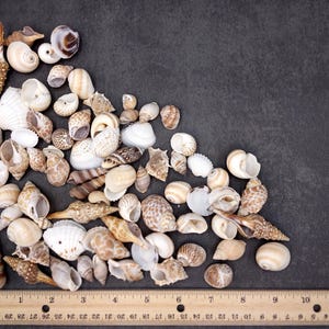 Small Seashell Assorted Ocean Mix (approx. 1 Cup 35+ Shells 0.50-1.25 ...
