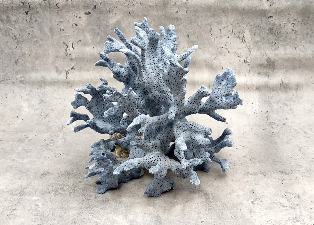Blue Ridge Coral Cluster Heliopora Coerulea (1 Coral 7.5L X 6D X 6.5H ...