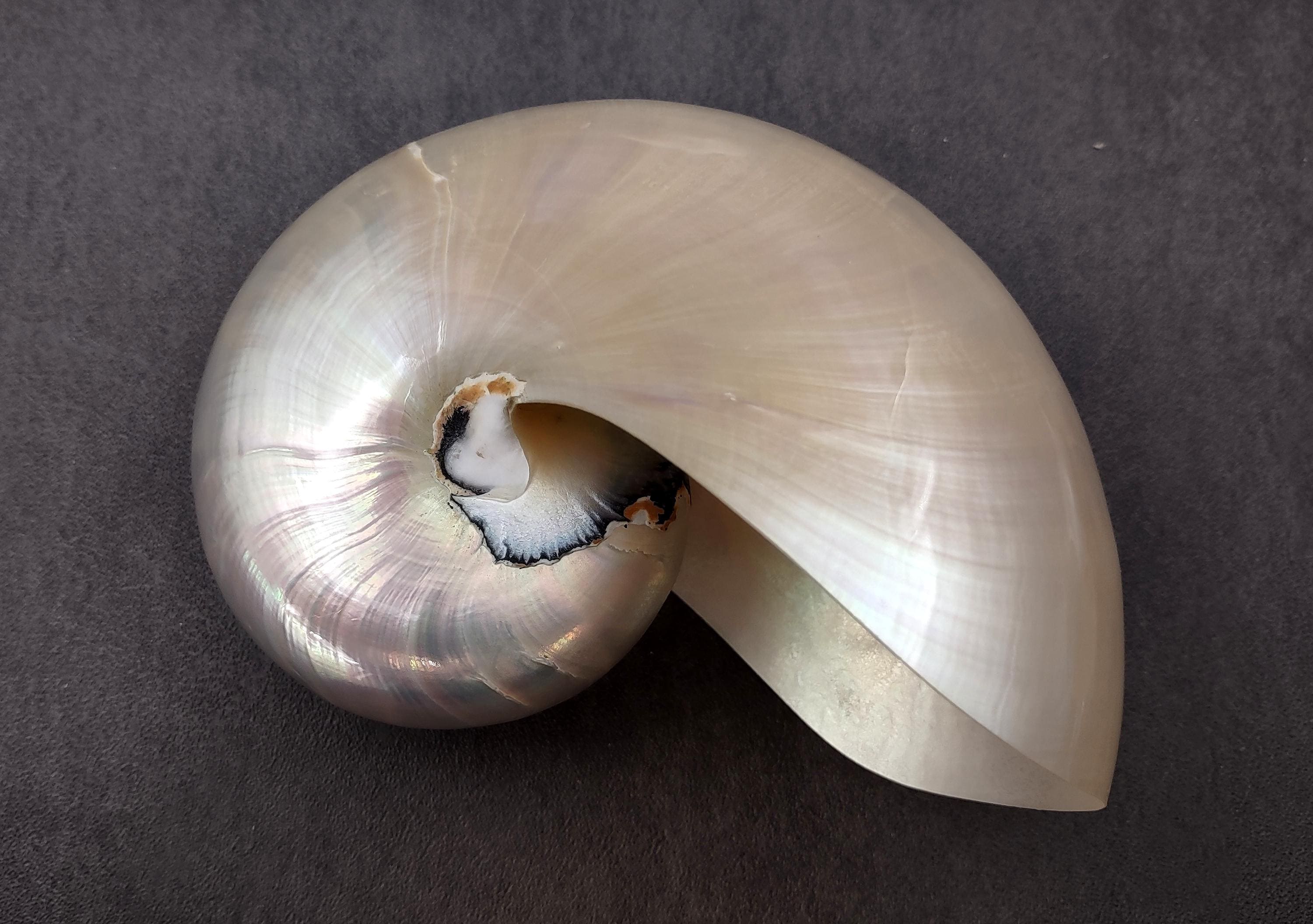 Pearlized Nautilus Seashell Polished Nautilus Pompilius (1 Shell Approx ...