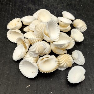 White Ark Clam Seashells Andara Granosa approx. Half Cup 35 Shells 0.5 ...