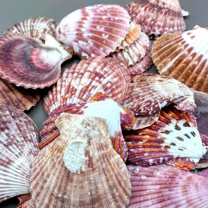 Calico Atlantic Scallop Seashells Argopecten Gibbus (10 Shells Approx ...