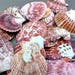 Calico Atlantic Scallop Seashells Argopecten Gibbus (10 Shells Approx ...