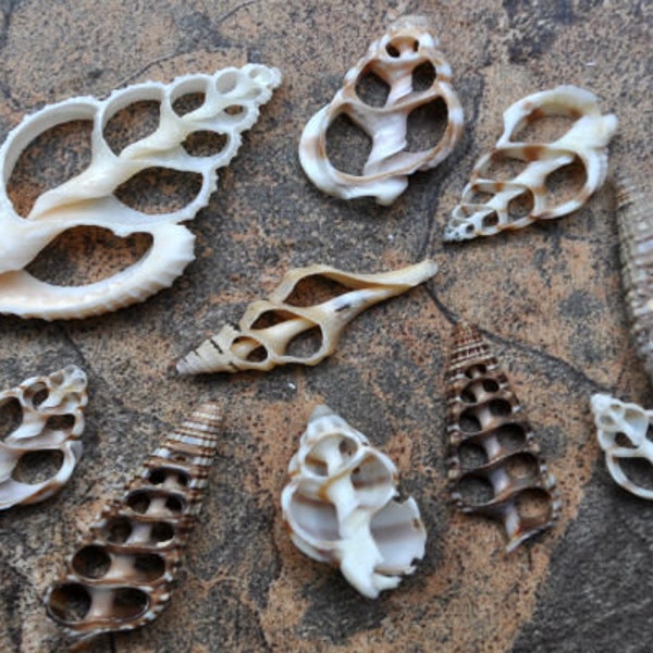 Assorted Seashells - Etsy