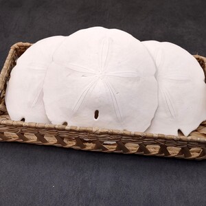 Arrowhead Sand Dollar Shell Extra Large Encope Michelini (1 Shell ...