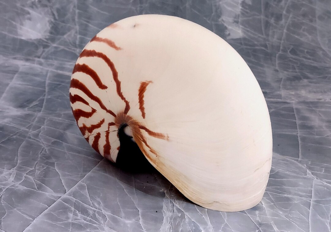 Natural Nautilus Seashell Nautilus Pompilius 1 Shell Approx. 7 Inches ...