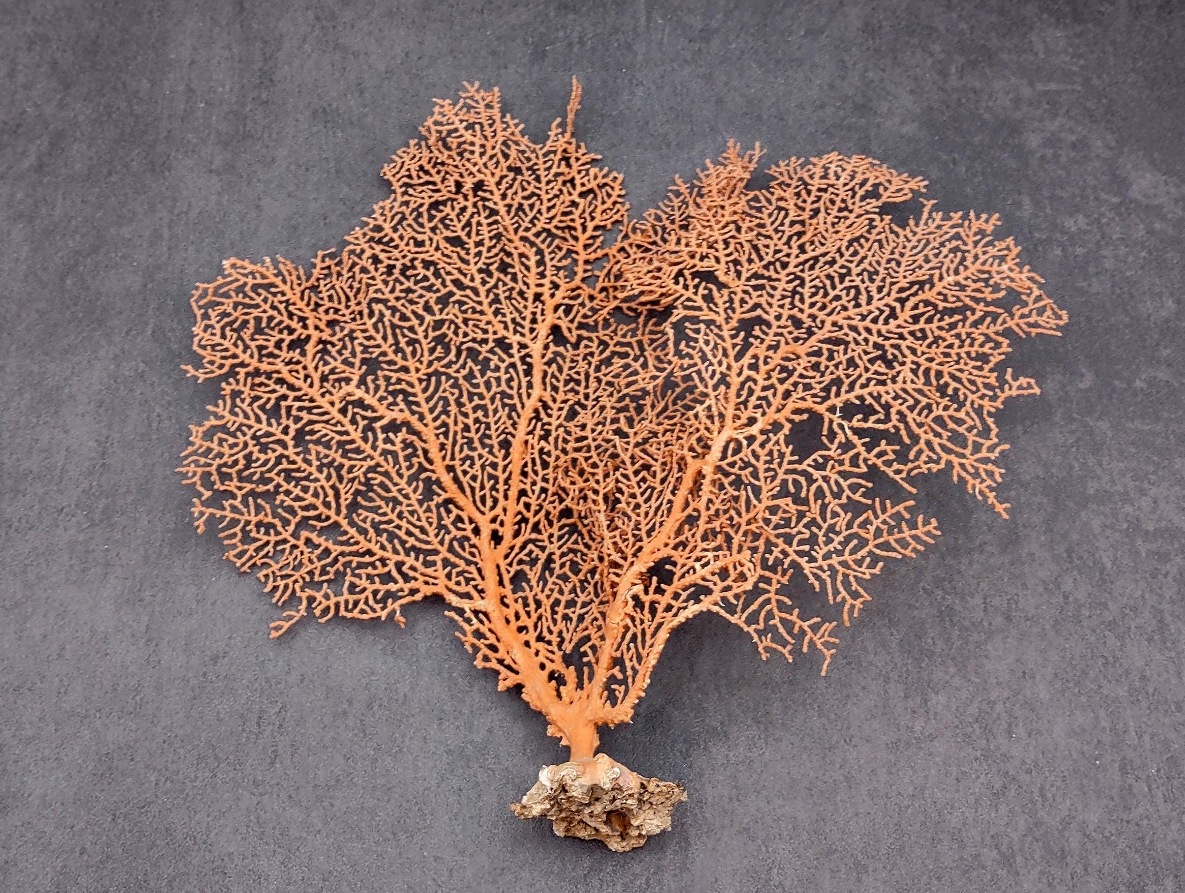 Red Orange Sea Fan Coral Echinogorgia SP (1 Fan Approx. 7-9+ Inches ...