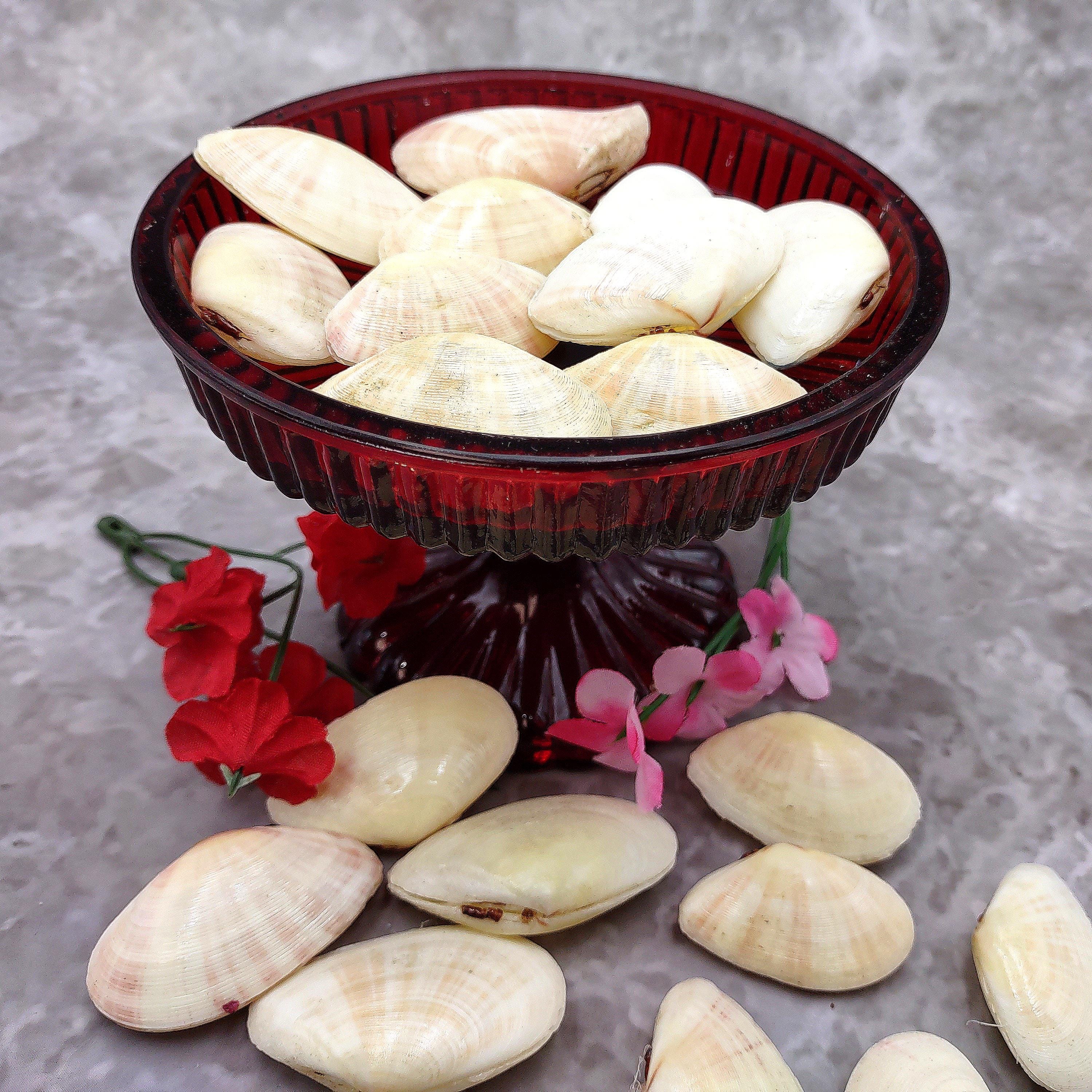 Sunrise Tellin Clam Seashells Polished Yellow Pink Tellina Radiata (10 ...