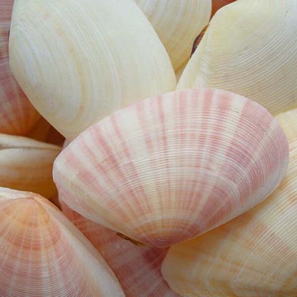 Sunrise Shells - Etsy