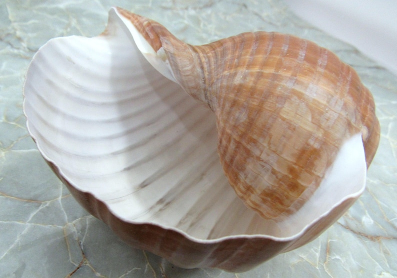 Large Tun Seashell Tonna Oleria (1 Shell Approx. 4.5+ Inches) Great ...