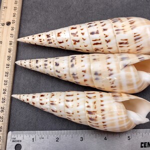 Marlinspike Auger Seashell Terebra Maculata (1 Shell Approx. 6-7 ...