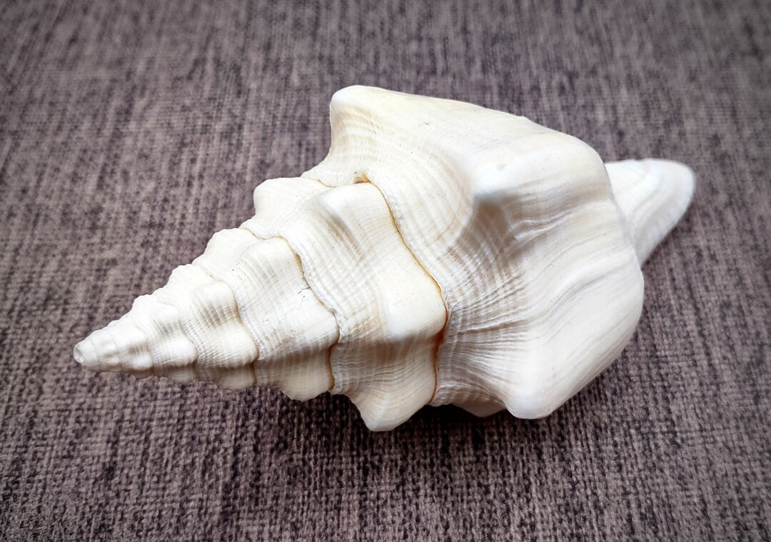 West Indian Chank Seashell Turbinella Angulata 1 Shell 5 Inches Shell ...