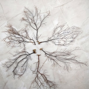 Black Sea Fan Coral Gorgonia Ventalina (1 Fan Approx. 5-6+ Inches) Dark ...