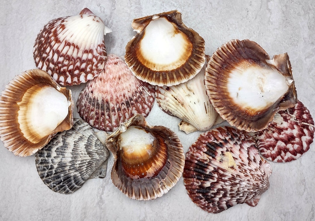 Calico Atlantic Scallop Seashells Argopecten Gibbus 10 Shells Approx. 2 ...