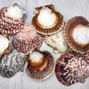 Calico Atlantic Scallop Seashells Argopecten Gibbus 10 Shells Approx. 2 ...