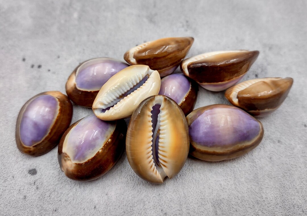Purple Top Serpent Head Cowrie Seashells Cypraea Caputserpentis (10 ...