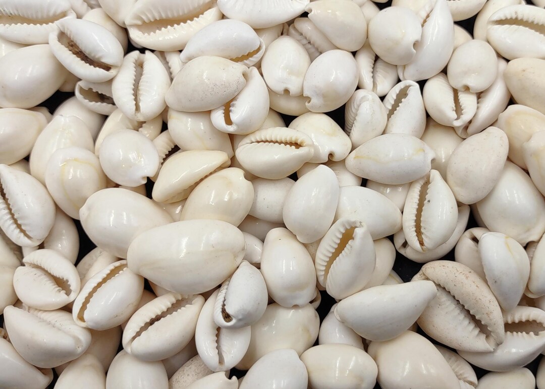 White Cowrie Seashells Cypraea Annulus (40+ Shells Approx. 0.5+ Inch ...